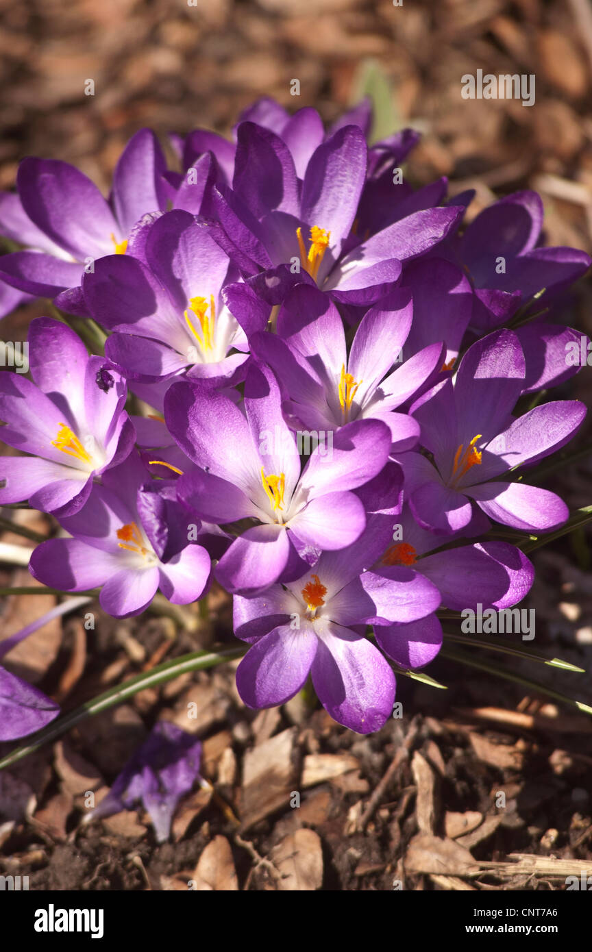 A cluster of many purple, violet, yellow crocuses, croci blooming in ...