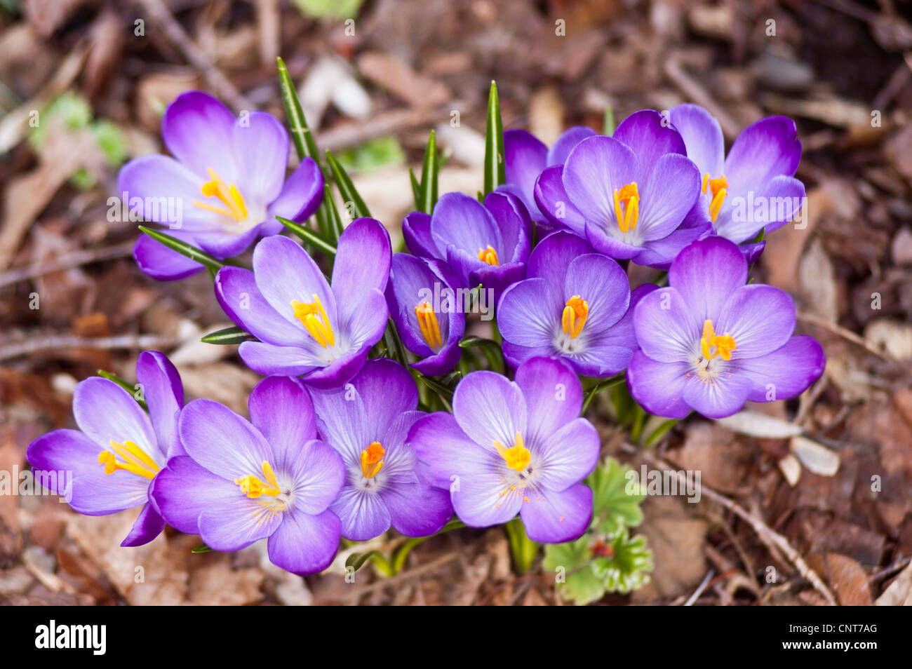 Many pale blue, yellow crocuses, croci early Spring, Saffron, bloom ...