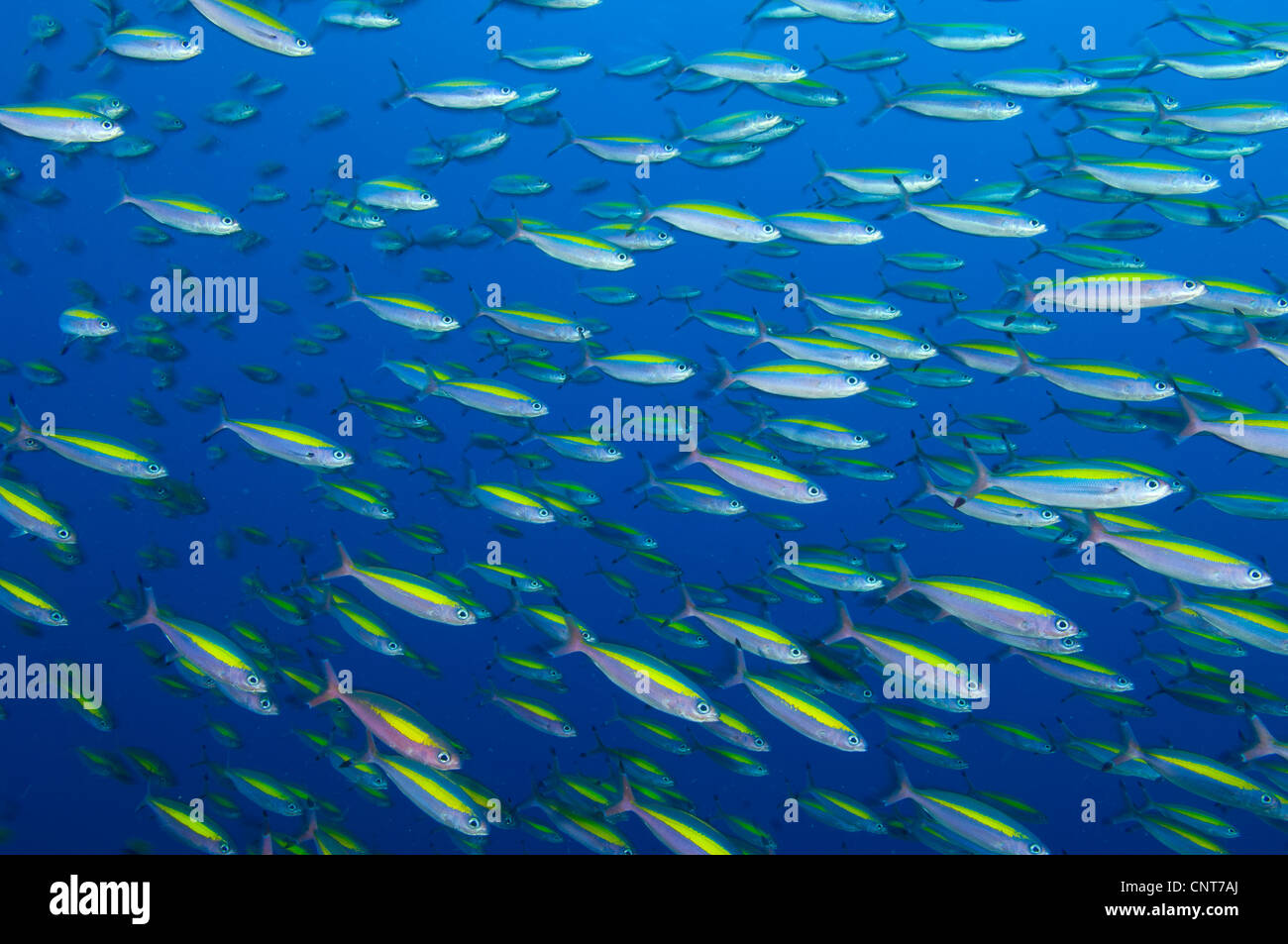 School of wide-band fusilier fish(Pterocaesio lativittata), Fathers ...