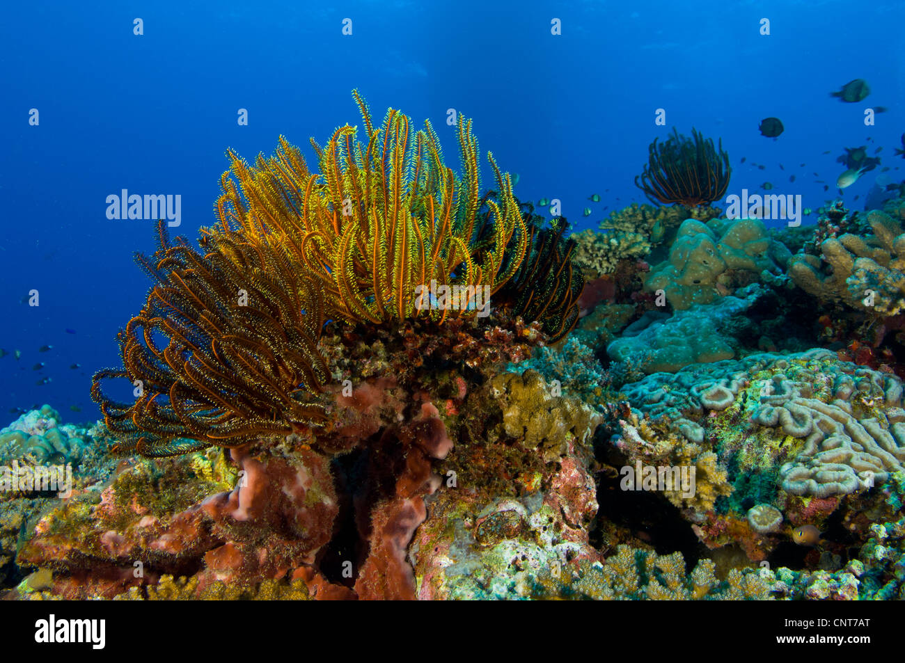 Colony of crinoids hi-res stock photography and images - Alamy