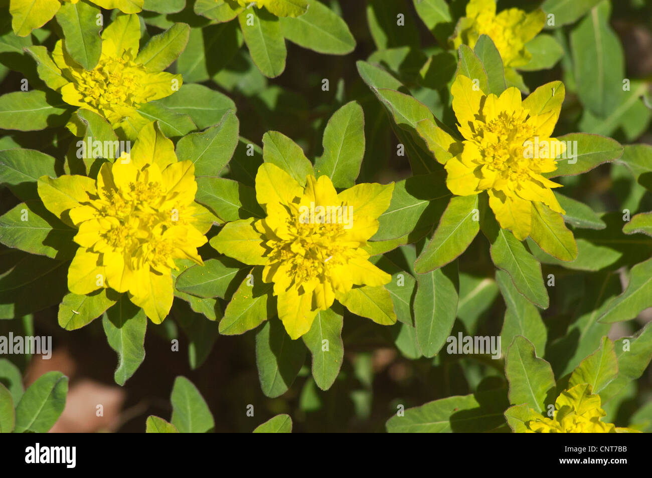 Cushion Spurge Euphorbia Polychroma Stock Photos & Cushion Spurge ...