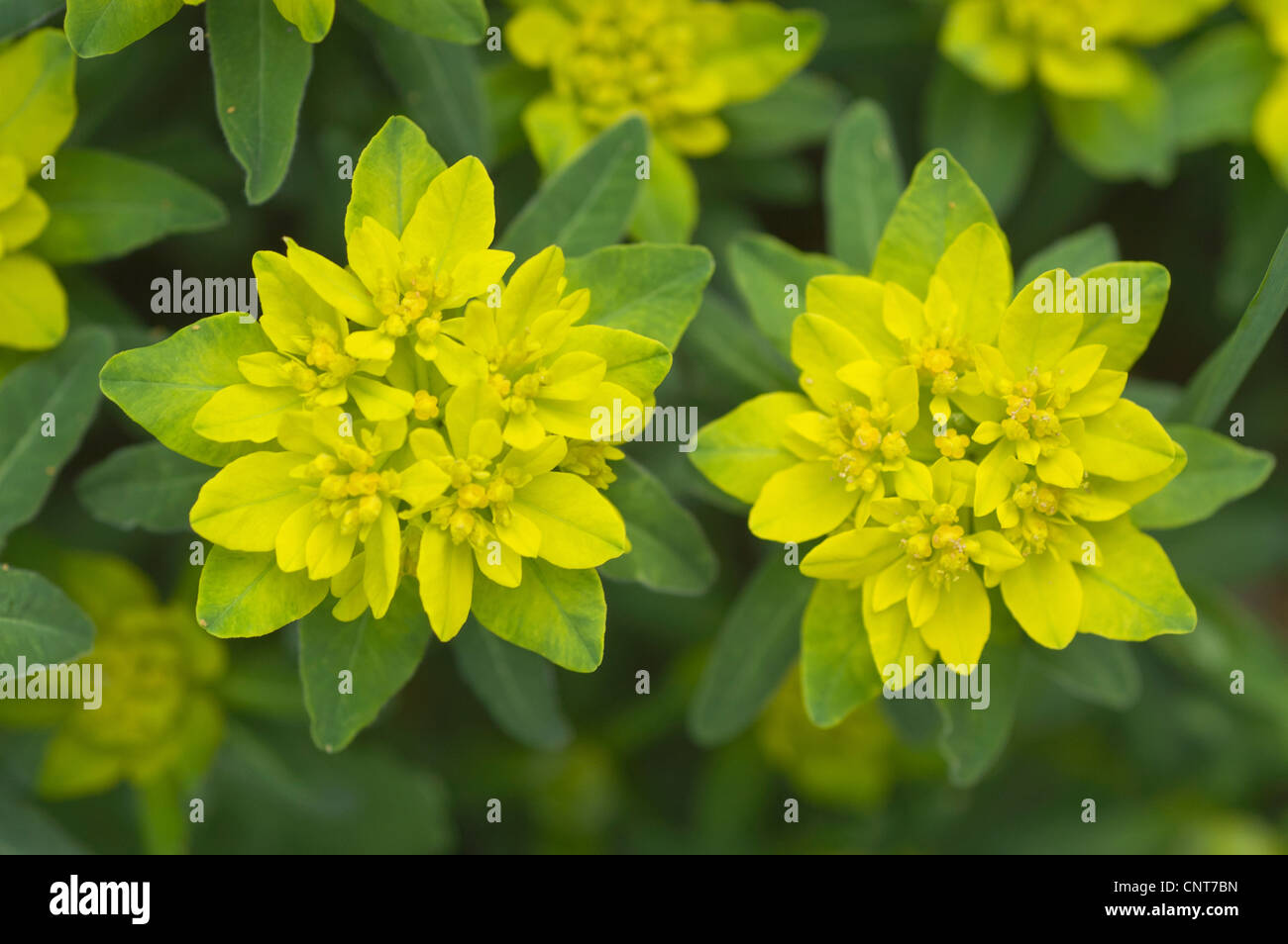 Cushion spurge euphorbia polychroma hi-res stock photography and images ...