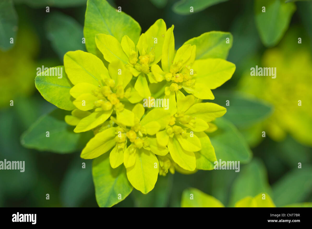 Yellow and green Cushion spurge, Euphorbia Polychroma, Euphorbiaceae ...
