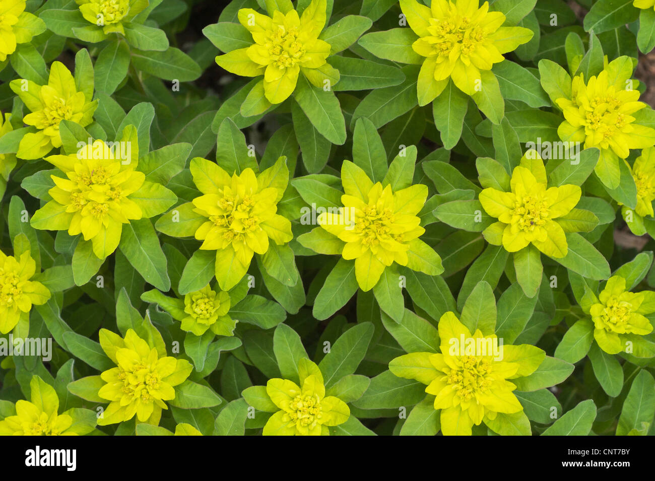 Cushion Spurge Euphorbia Polychroma High Resolution Stock Photography ...