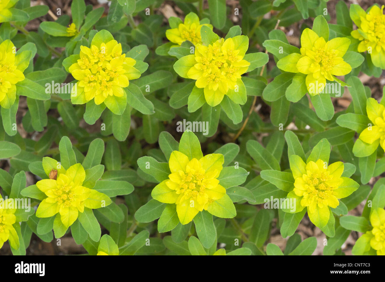 Yellow and green Cushion spurge, Euphorbia Polychroma, Euphorbiaceae ...