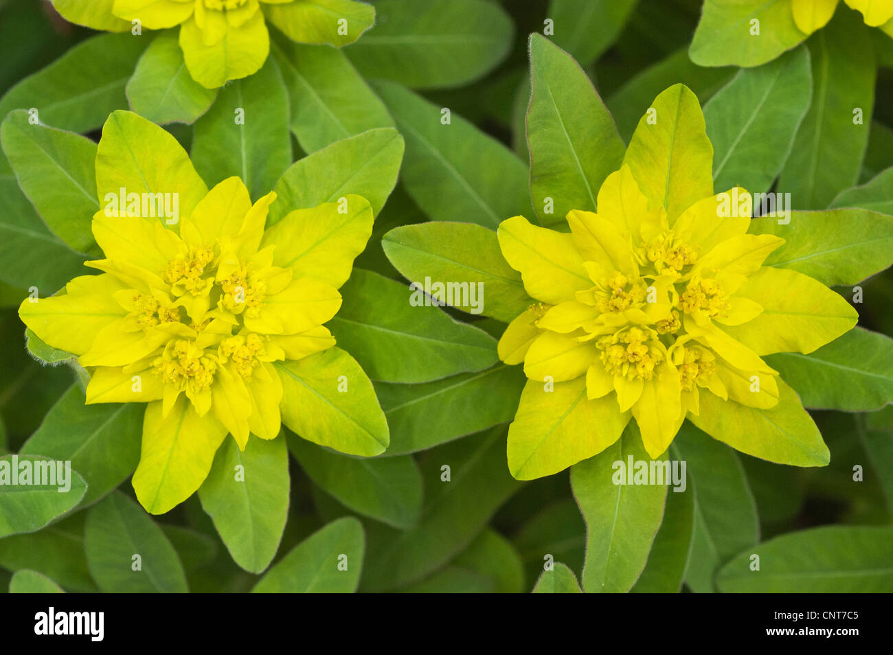 Yellow and green Cushion spurge, Euphorbia Polychroma, Euphorbiaceae ...