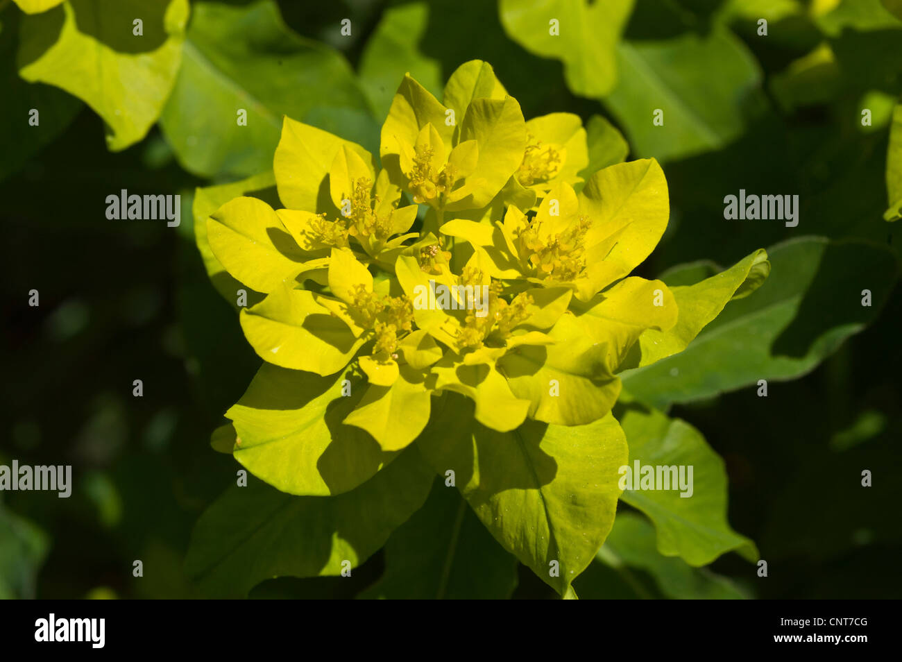 Cushion spurge euphorbia polychroma hi-res stock photography and images ...