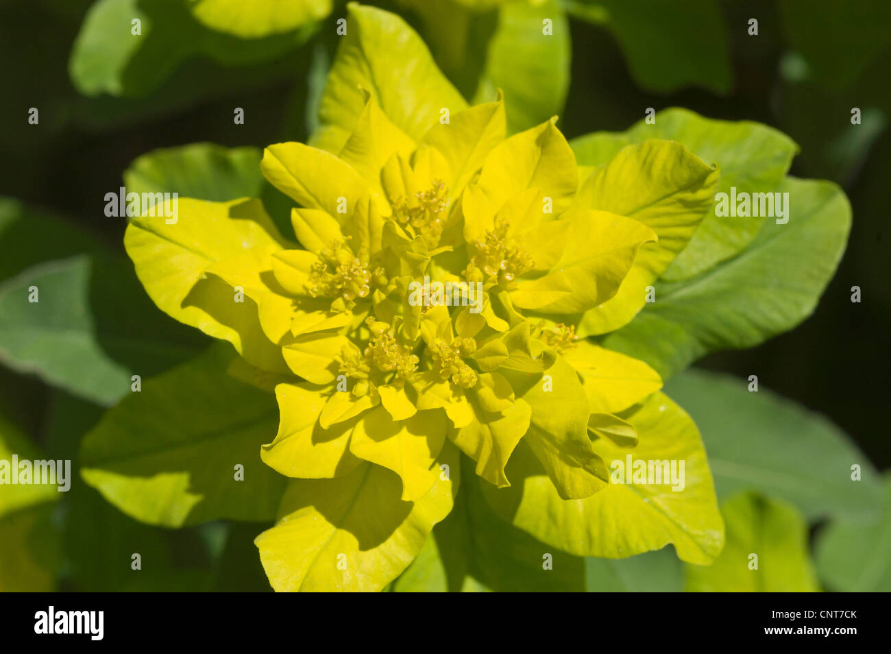 Yellow and green Cushion spurge, Euphorbia Polychroma, Euphorbiaceae ...