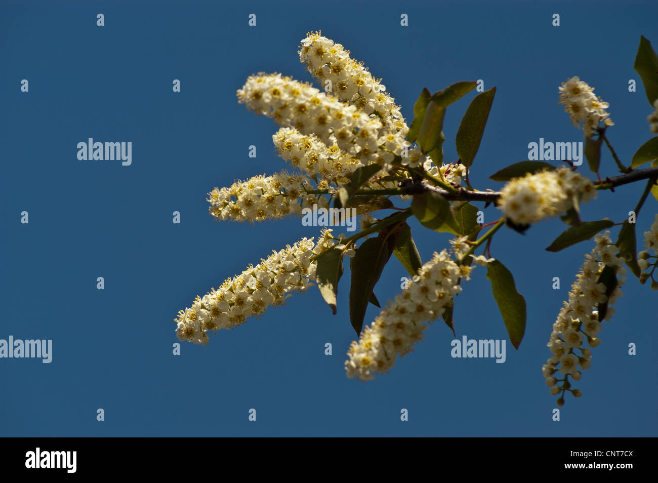 White flower buds of chokecherry, bitter-berry, Virginia bird cherry ...