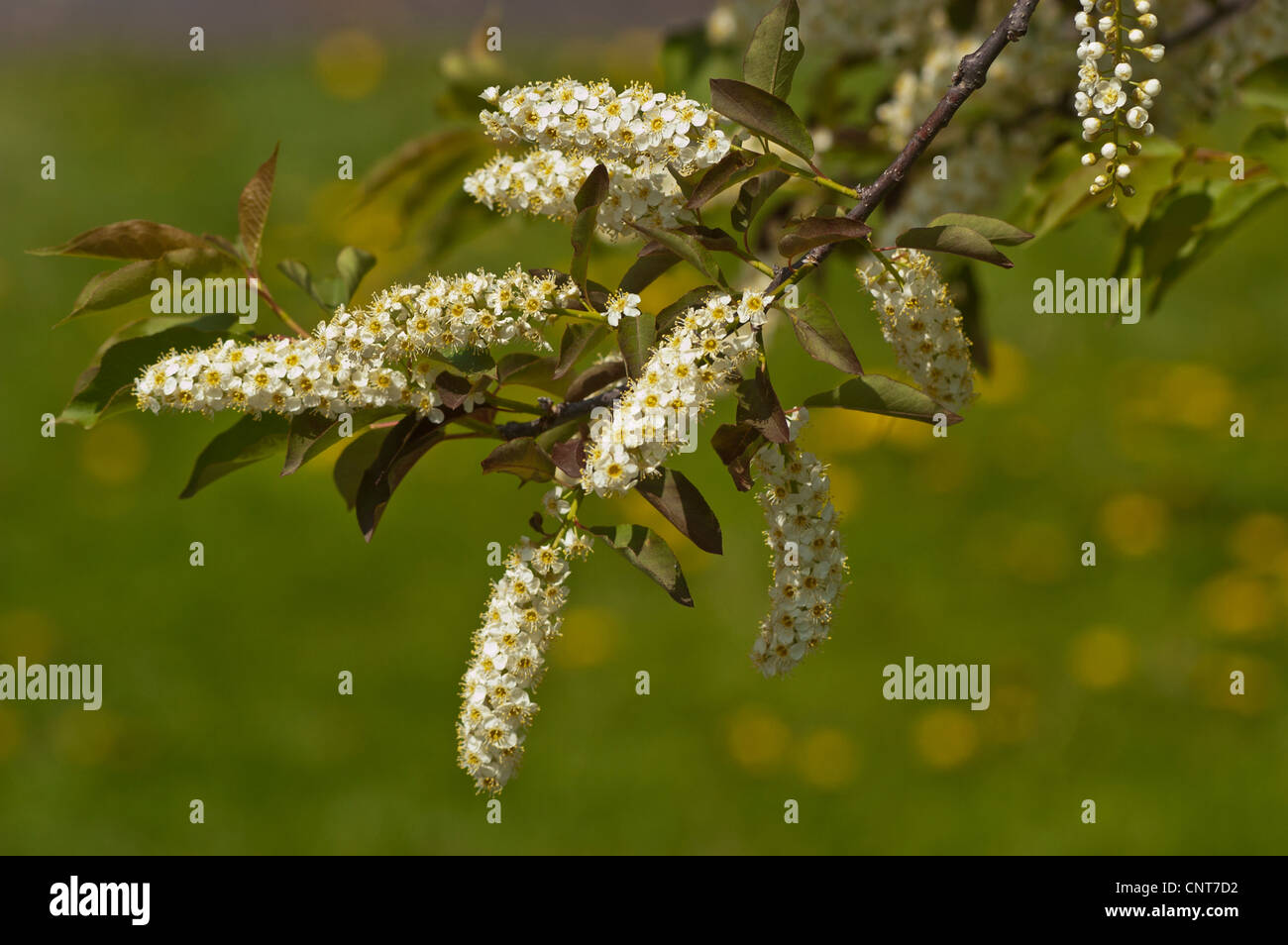 White flower buds of chokecherry, bitter-berry, Virginia bird cherry ...