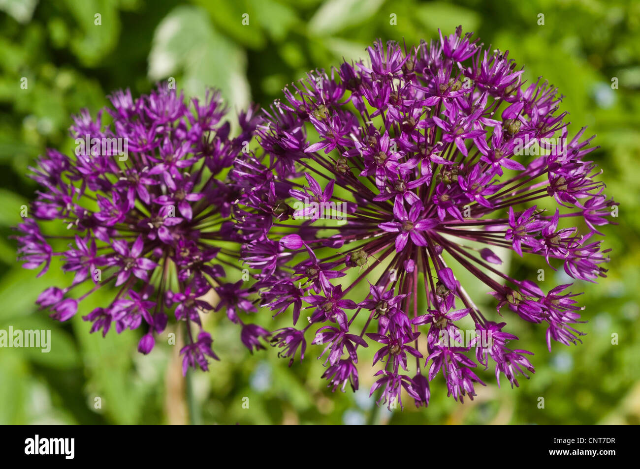 Two allium heads hi-res stock photography and images - Alamy
