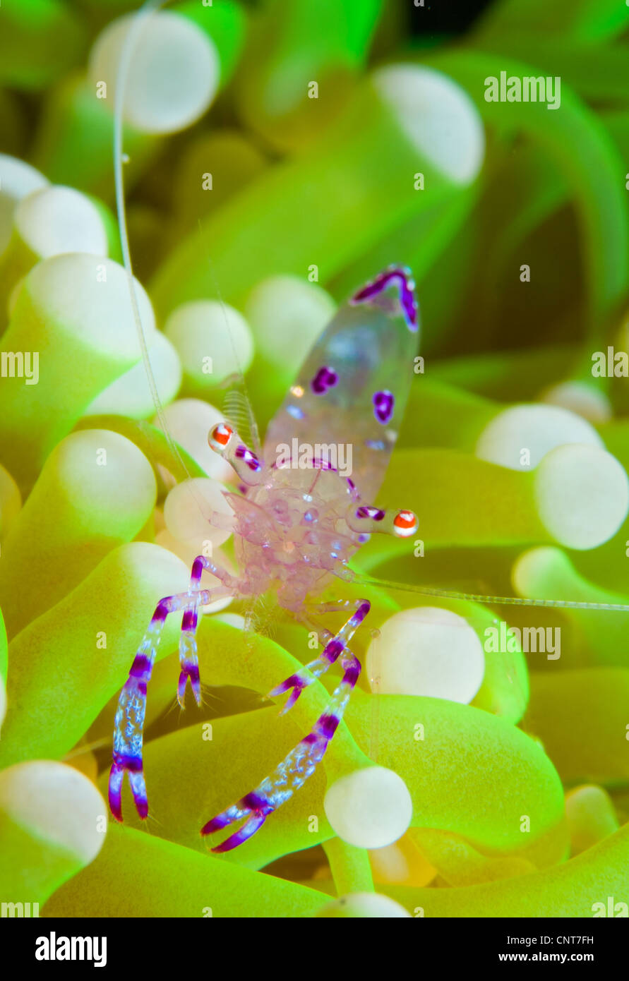 Commensal shrimp (Periclimenes holthuisi) on anemone, Father reef ...