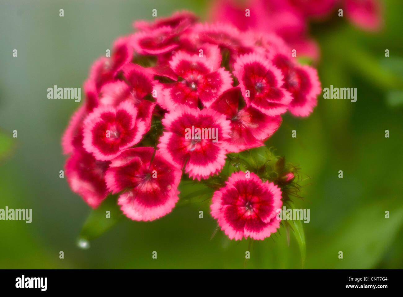 Red Common Pink, Dianthus Plumarius in Garden Stock Photo - Alamy