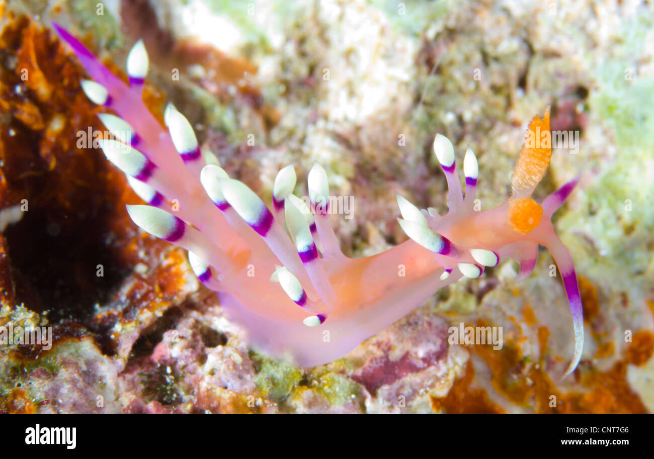 A flabellina nudibranch (Flabellina exoptata) amongst coral at a depth ...