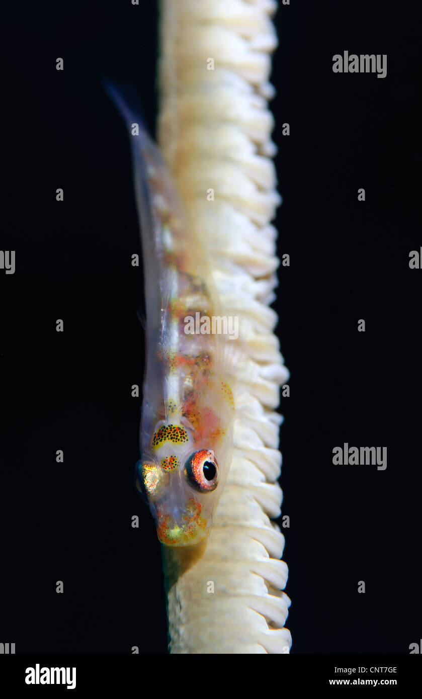 Whip-coral goby (Bryaninops yongei) on common wire coral (Cirrhipathes ...