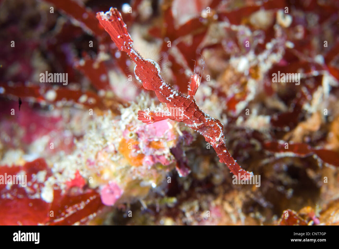 Red Sea Pipefish High Resolution Stock Photography and Images - Alamy