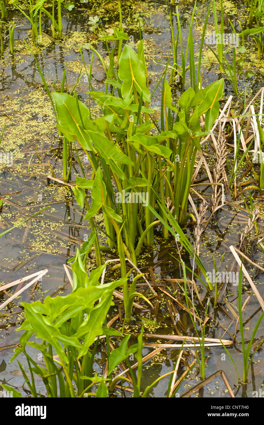 Pale green leaves of water plant, broadleaf arrowhead, duck potato ...