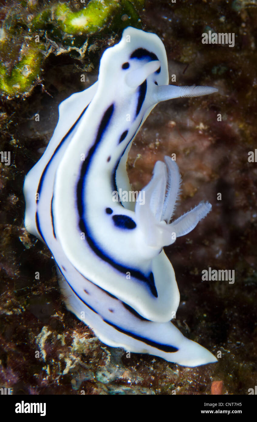 Loch's chromodoris (Chromodoris lochi) amongst coral, depth 12 metres ...