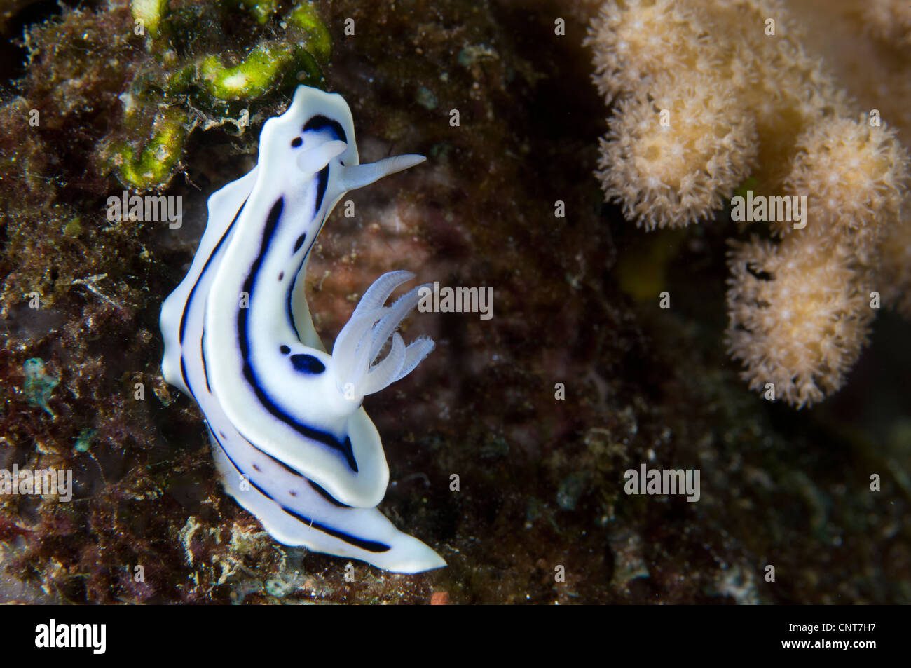 Loch's chromodoris (Chromodoris lochi) amongst coral, depth 12 metres ...