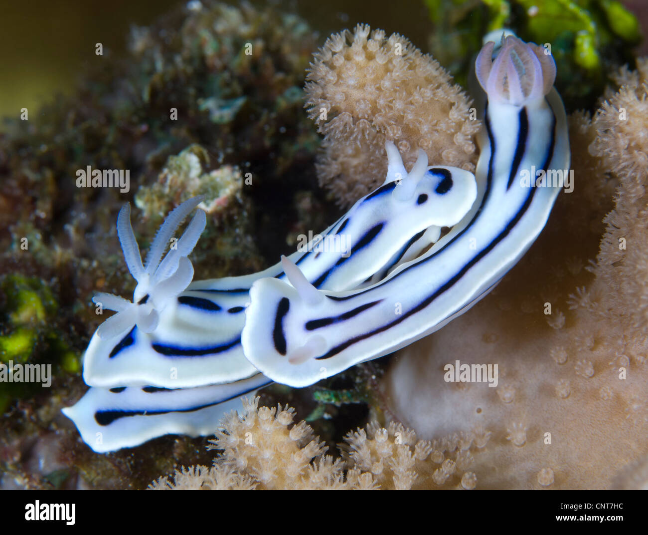 A pair of Loch's chromodoris (Chromodoris lochi) amongst coral, depth ...