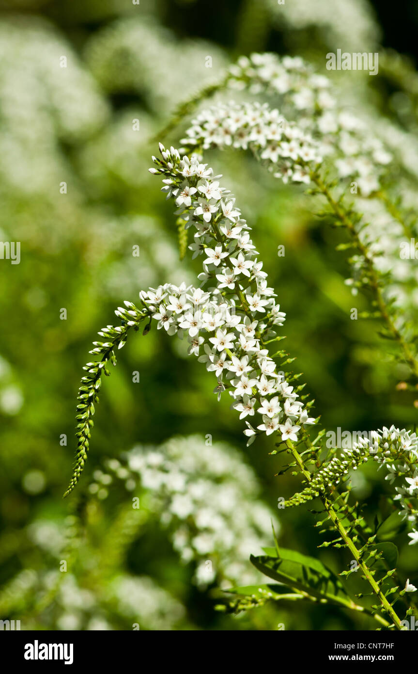 Close-up of white flowers of Gooseneck Loosestrife, Lysimachia ...