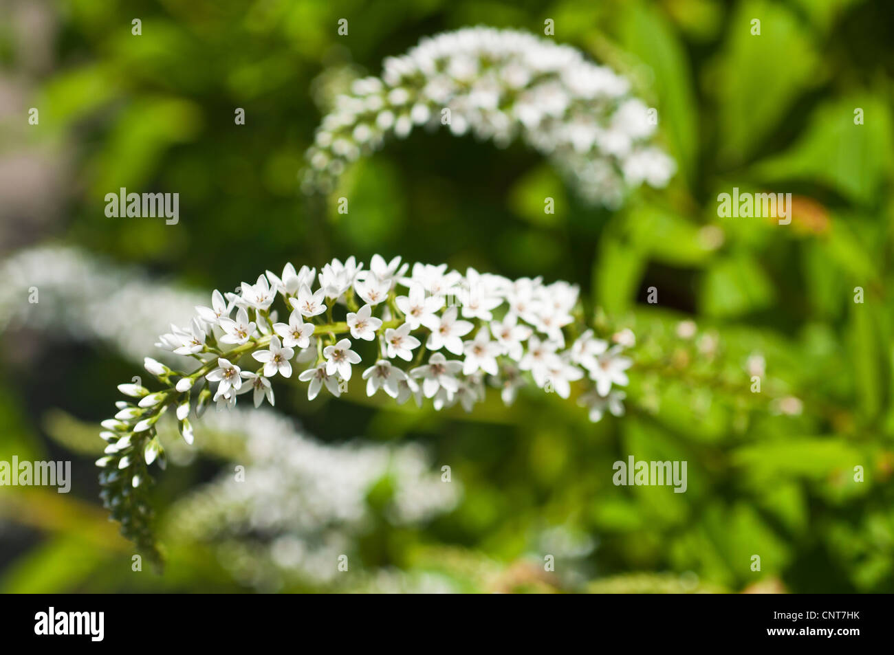 Lysimachia clethroides lysimachia hi-res stock photography and images ...