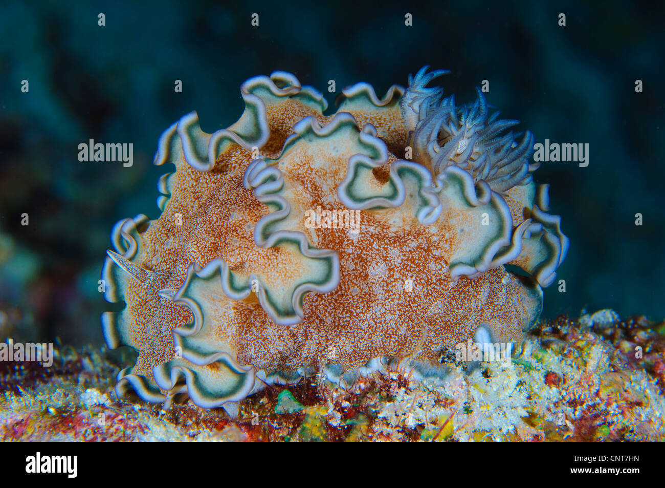 Nudibranch (Glossodoris hikuerensis) on coral at a depth of 10 metres ...