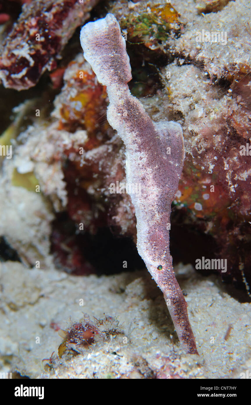 White Ghost Pipefish