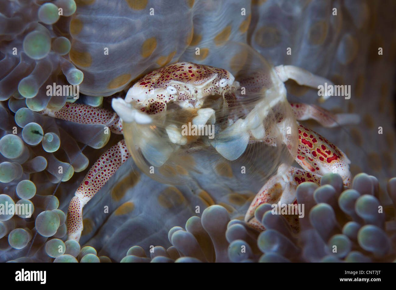 Spotted porcelain crab perched on anemone mantle , feeding on plankton ...