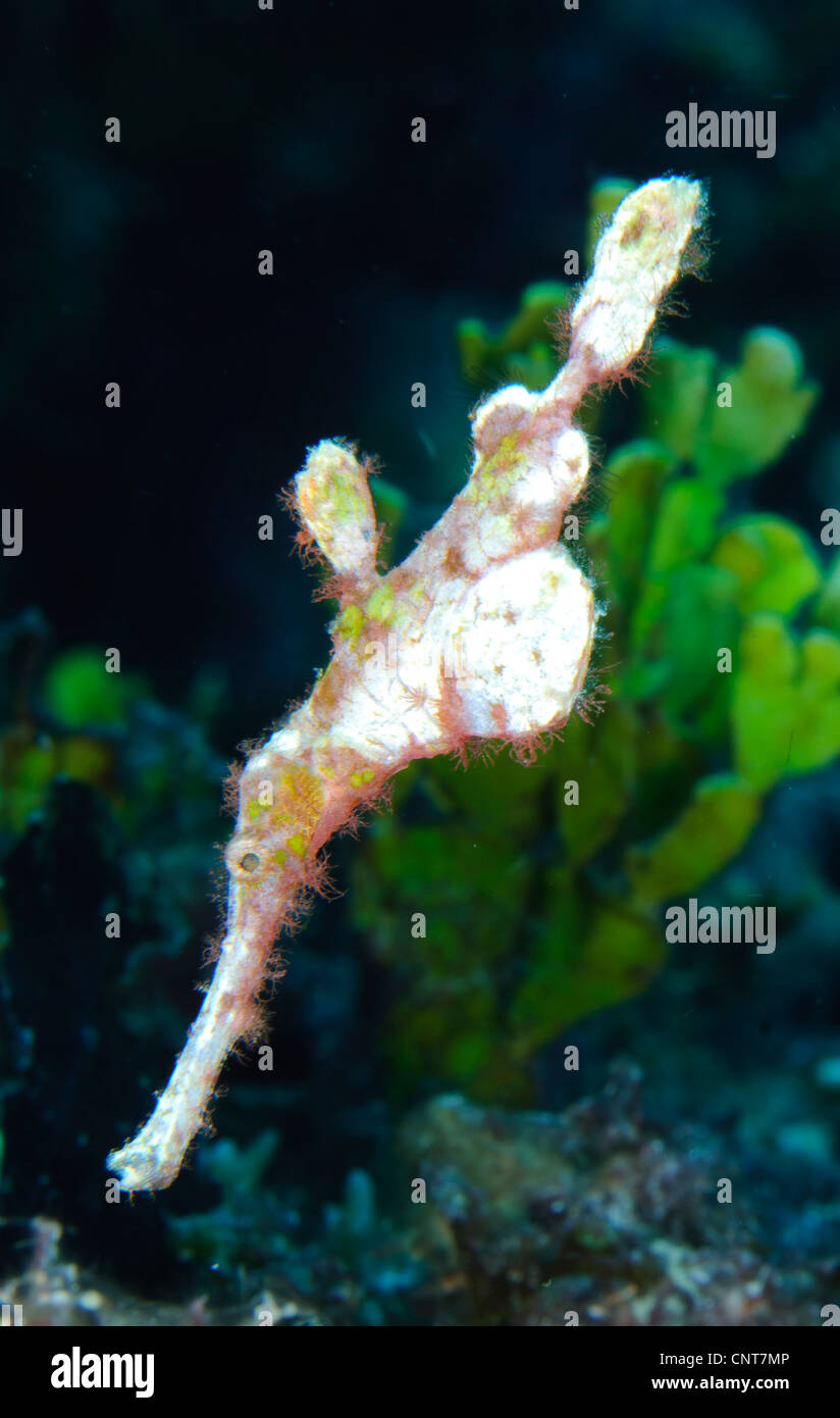 A Halimeda ghost pipefish amongst its natural habitat of Halimeda ...