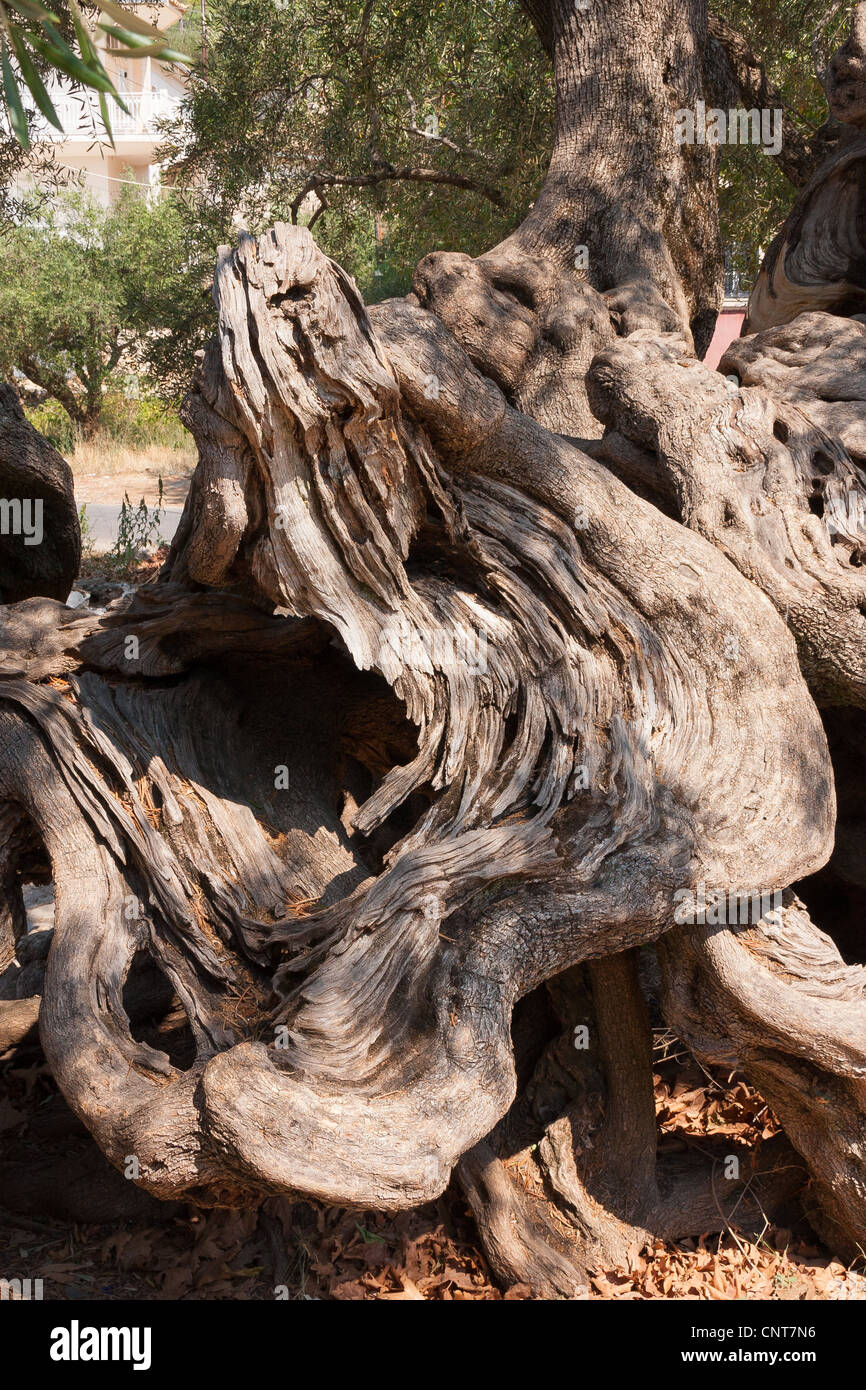 Old Olive tree at Exo Hora Stock Photo - Alamy