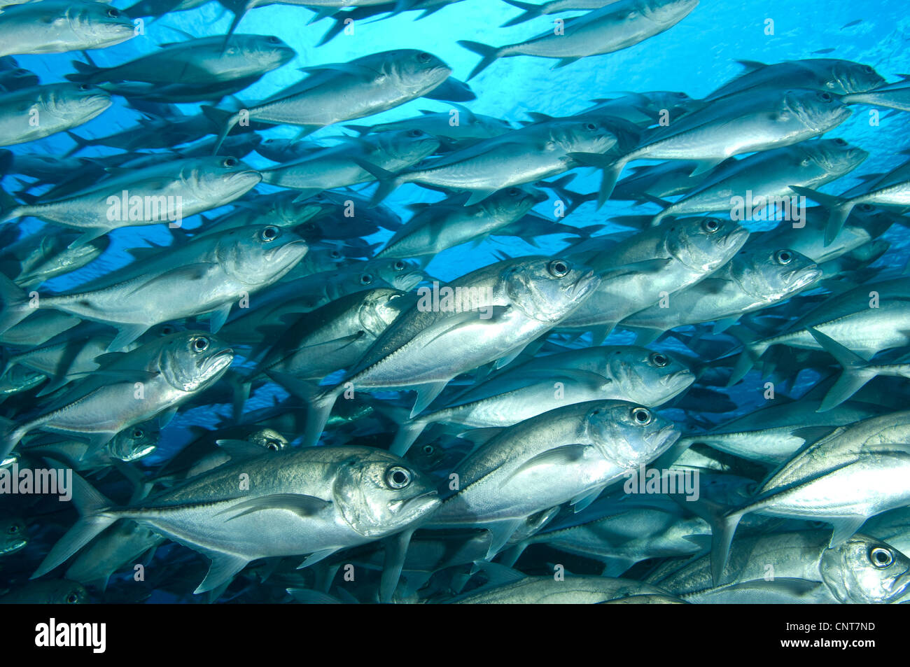 Schooling Jacks (Caranx sexfasciatus) at Mary Island, Solomons Stock ...