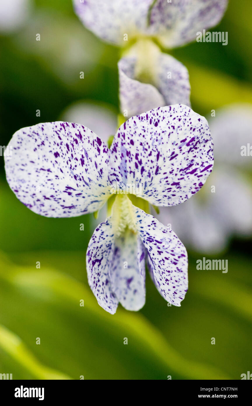 White violet flower lightly dappled, dotted with purple dots, viola ...