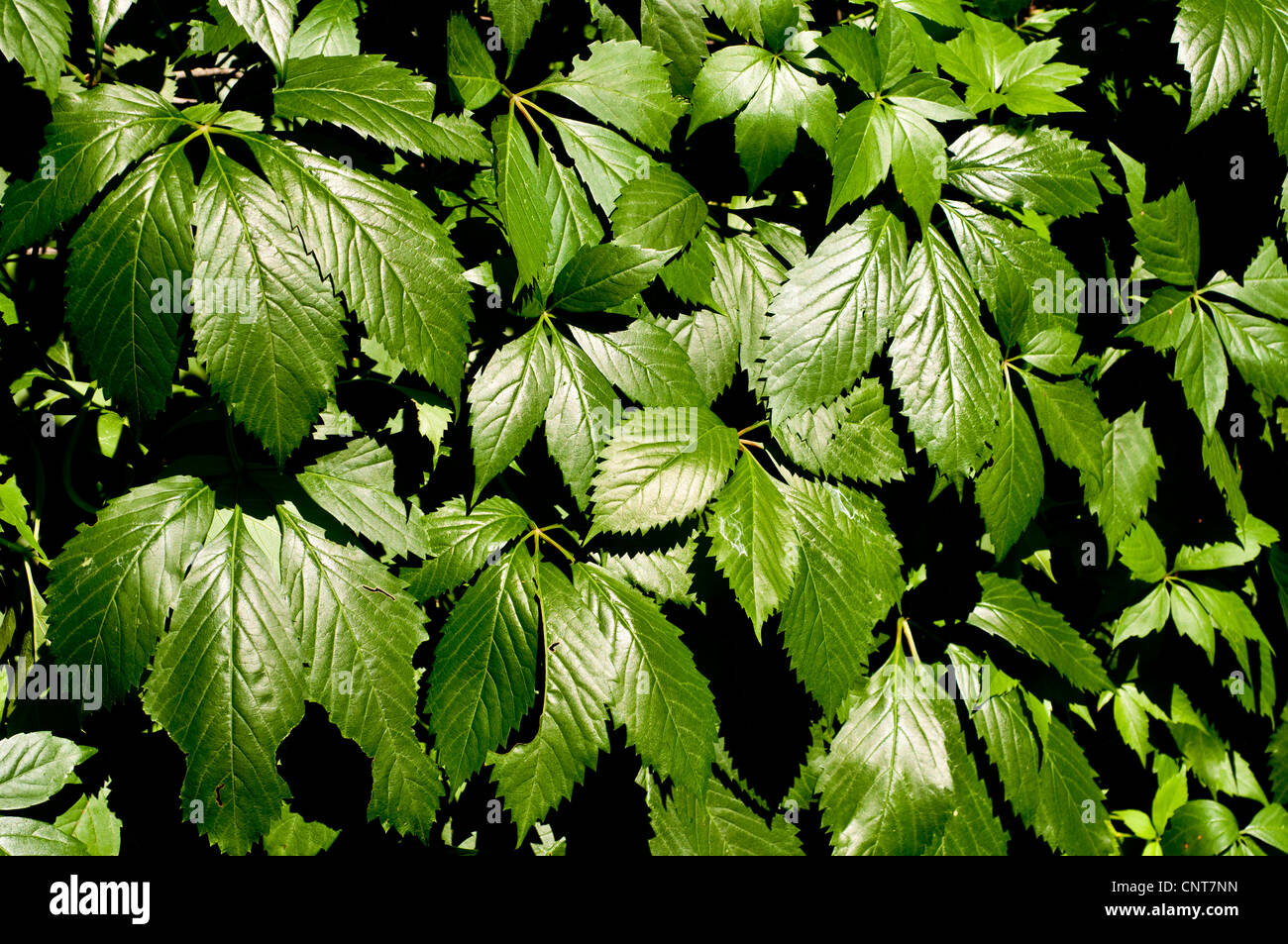 Five Fingers Leaves