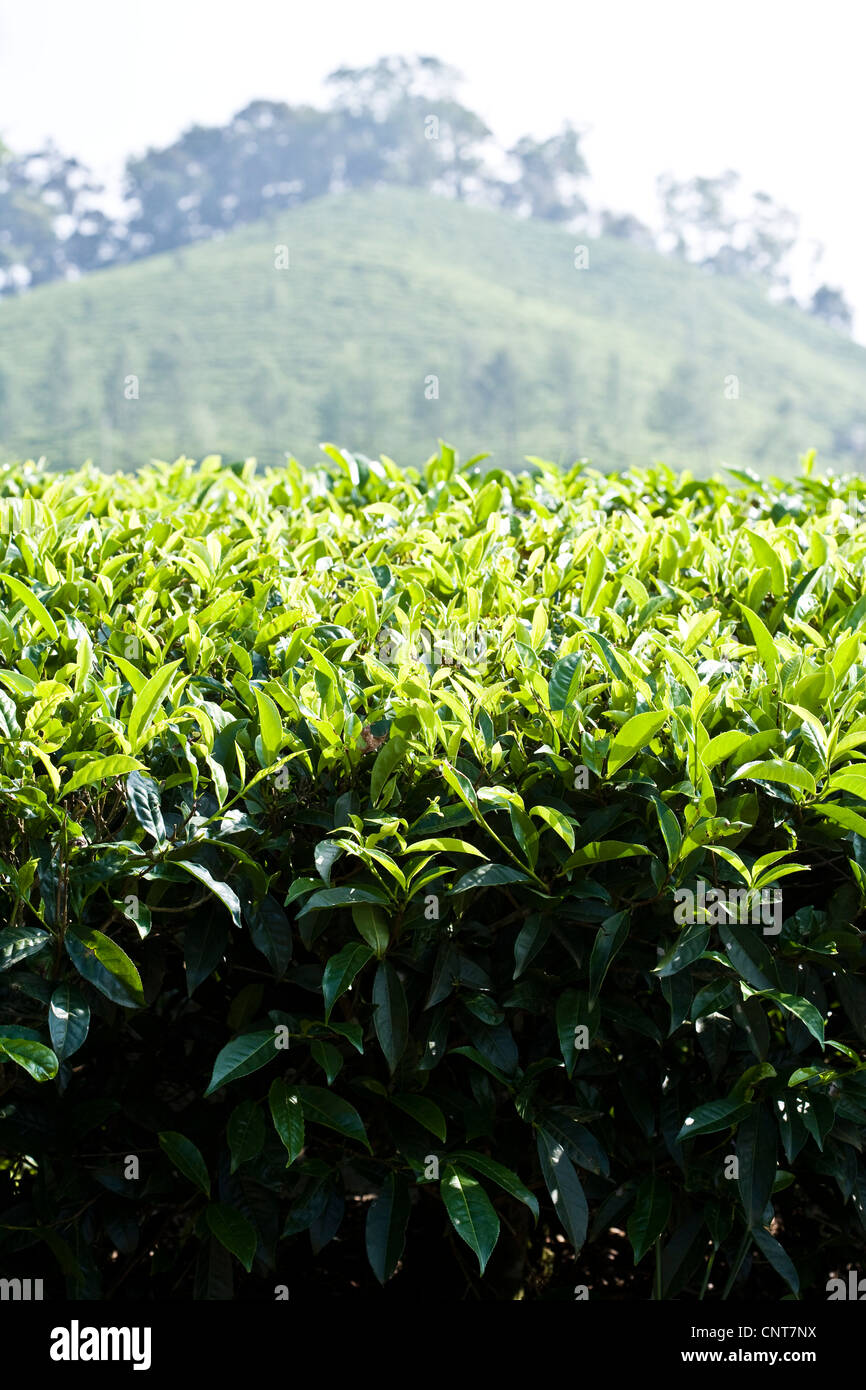 Plantation images hi-res stock photography and images - Alamy