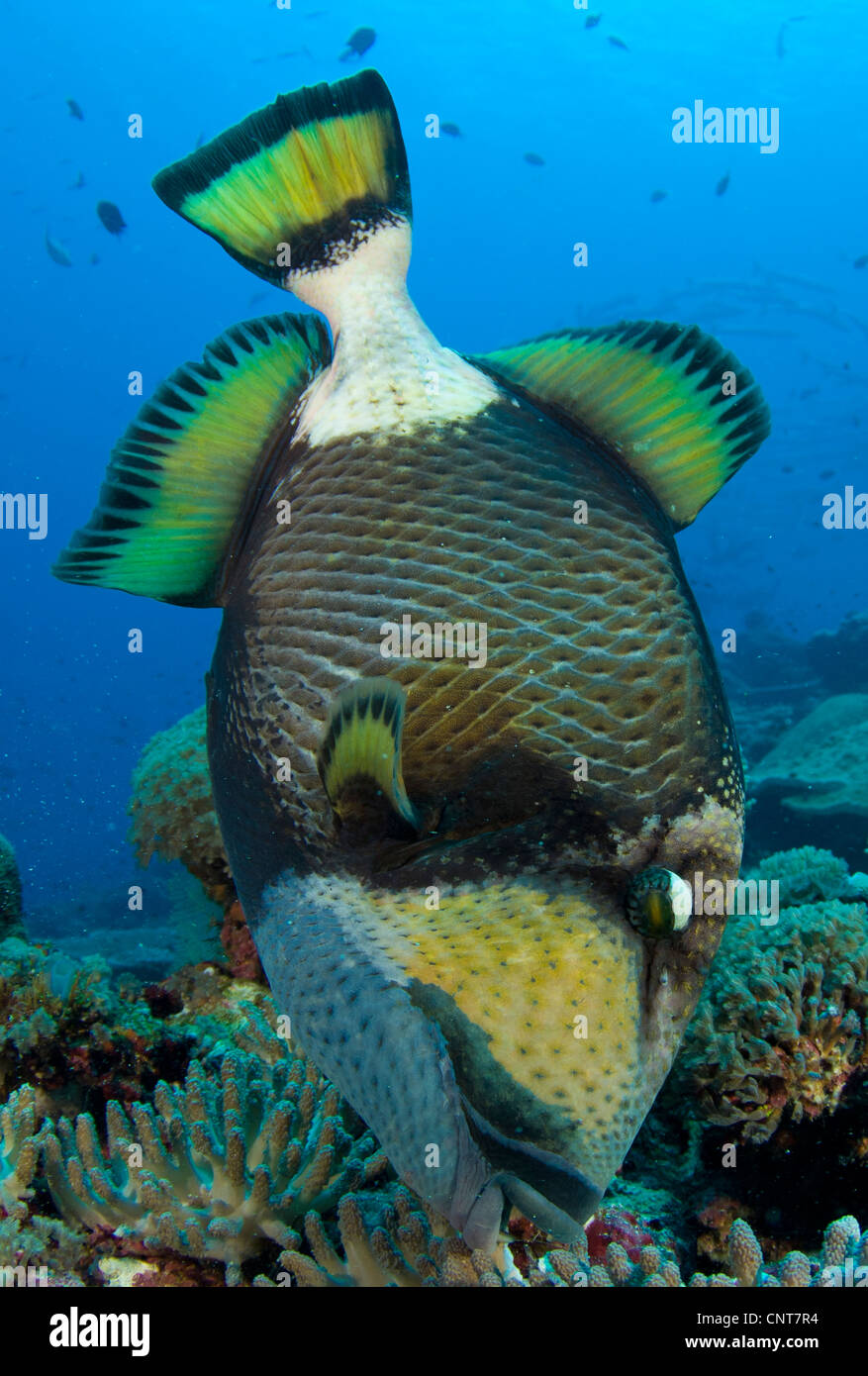 Triggerfish underwater hi-res stock photography and images - Alamy