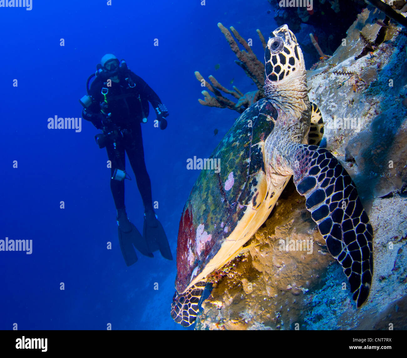 Hawksbill turtle (Eretmochelys imbricata) resting on a reef outcrop ...