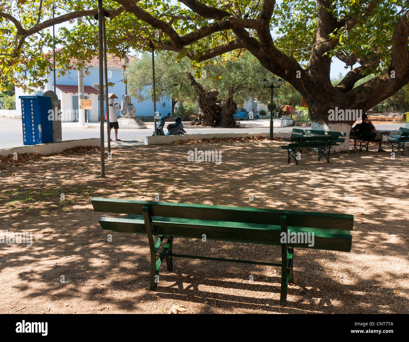Old Olive tree at Exo Hora Stock Photo - Alamy