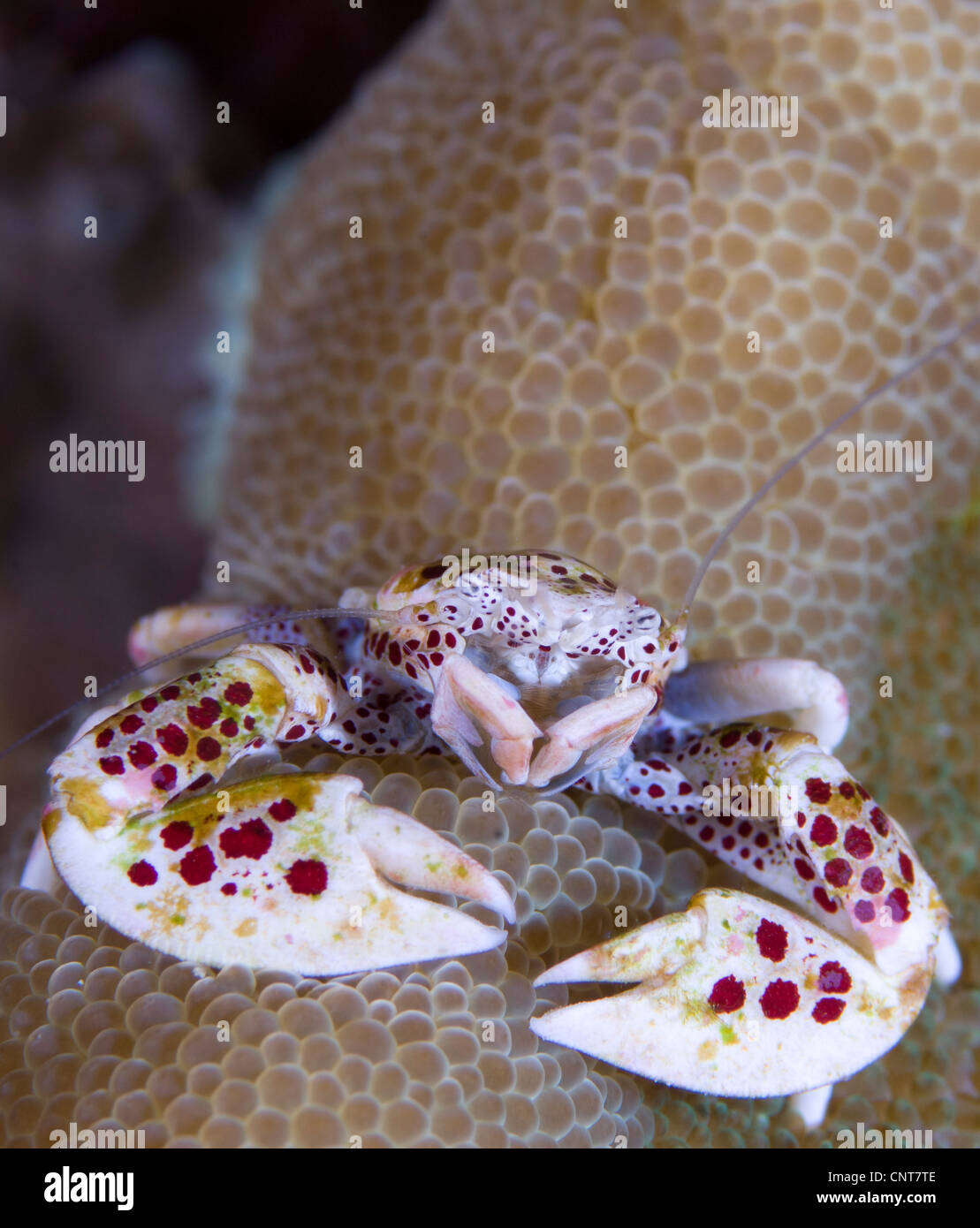 Plankton eating hi-res stock photography and images - Alamy