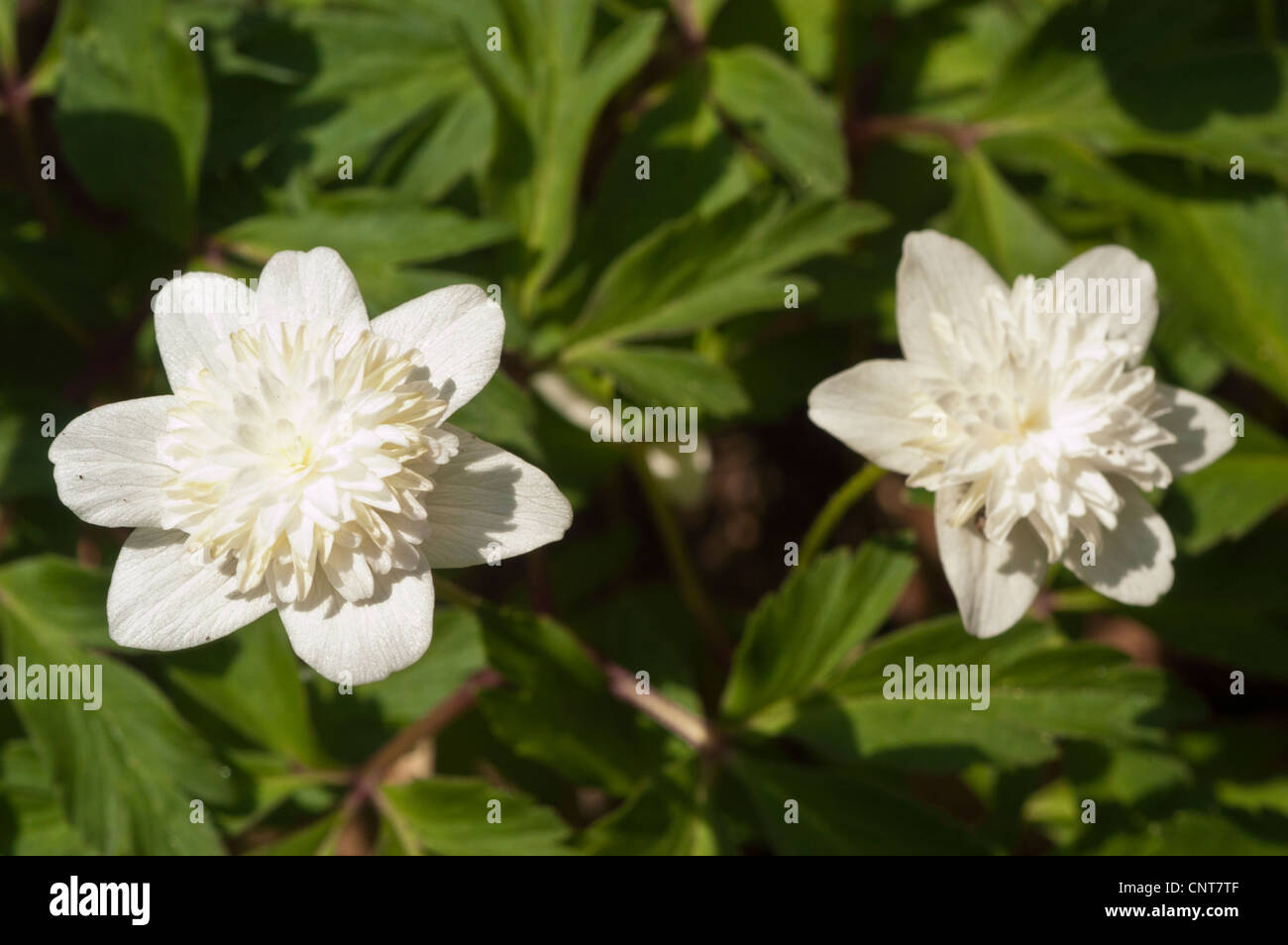 White early spring flower of Wood Anemone, Anemone Nemorosa ...