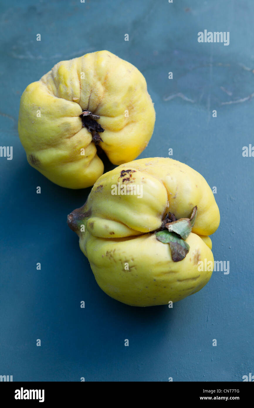 Two ripe quinces hi-res stock photography and images - Alamy
