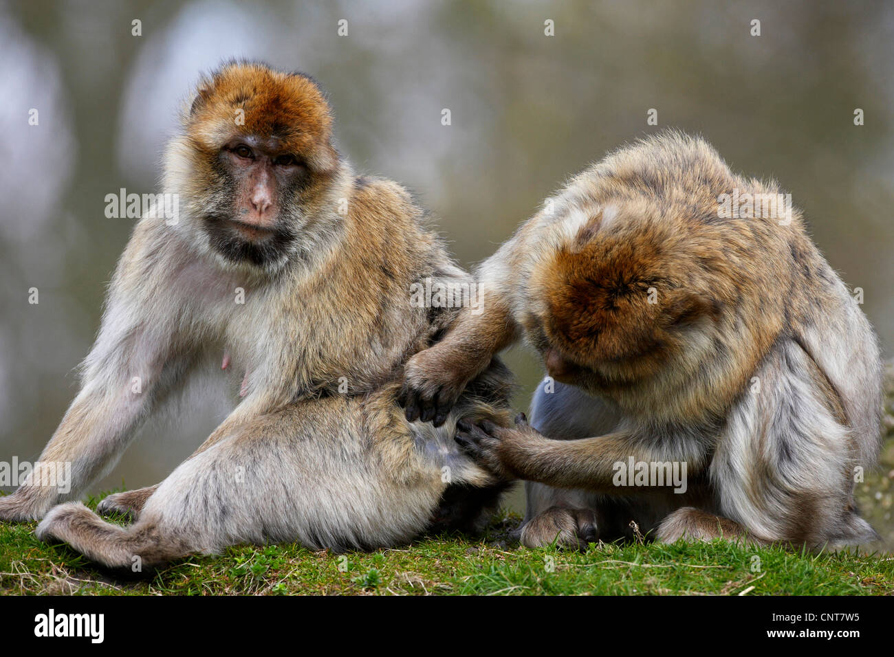 Monkey bum hi-res stock photography and images - Alamy