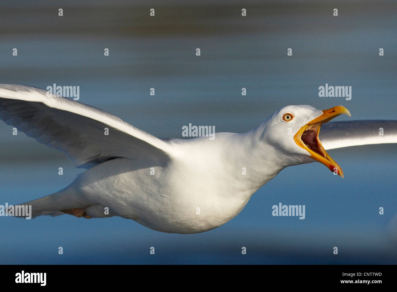 Truncated wings hi-res stock photography and images - Alamy