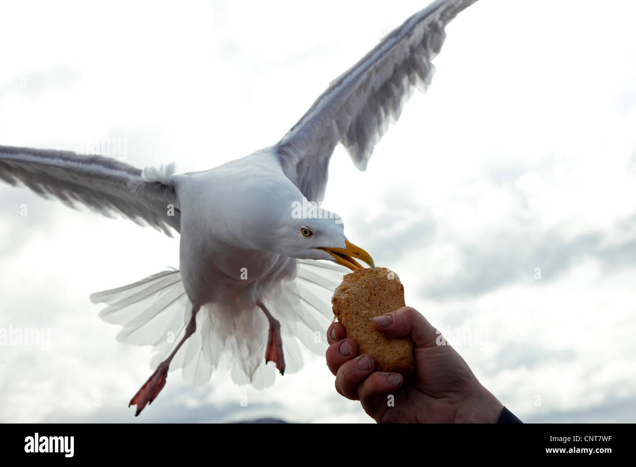Holding a loaf of bread in his hands hi-res stock photography and ...