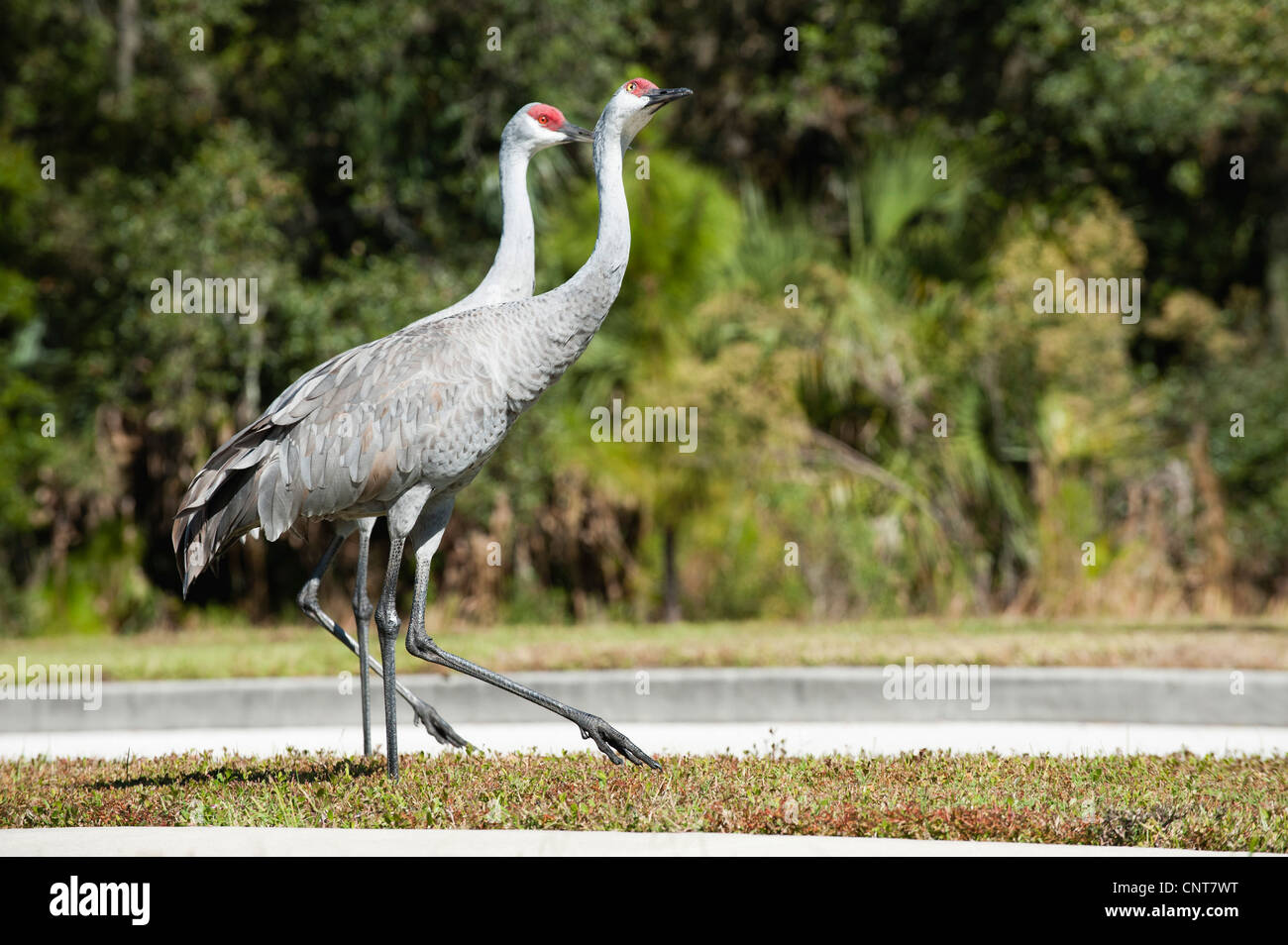 Bird crane’s foot hi-res stock photography and images - Alamy