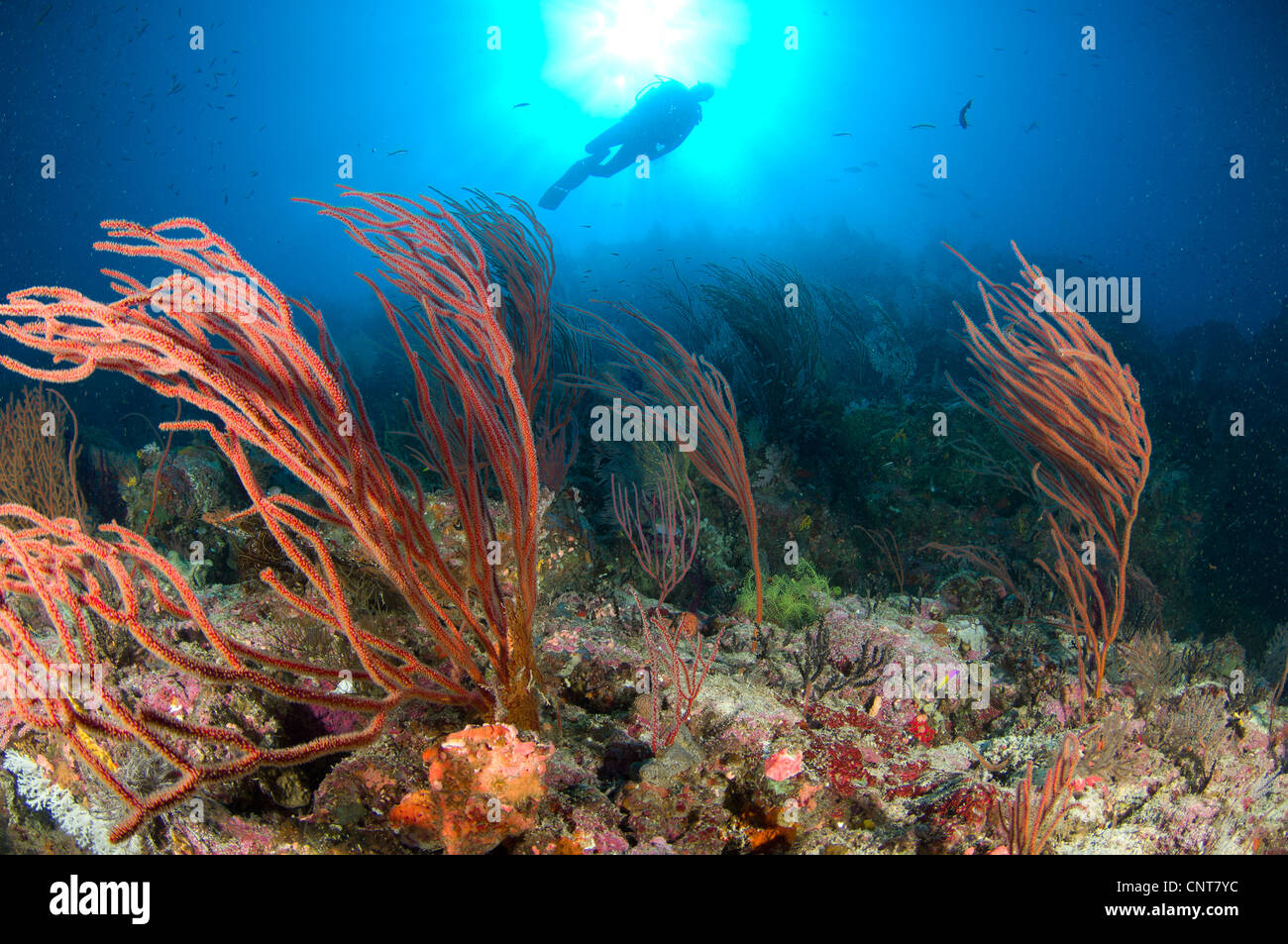 A diver looks on at sea fans (Subergorgia sp.), Solomon Islands Stock ...