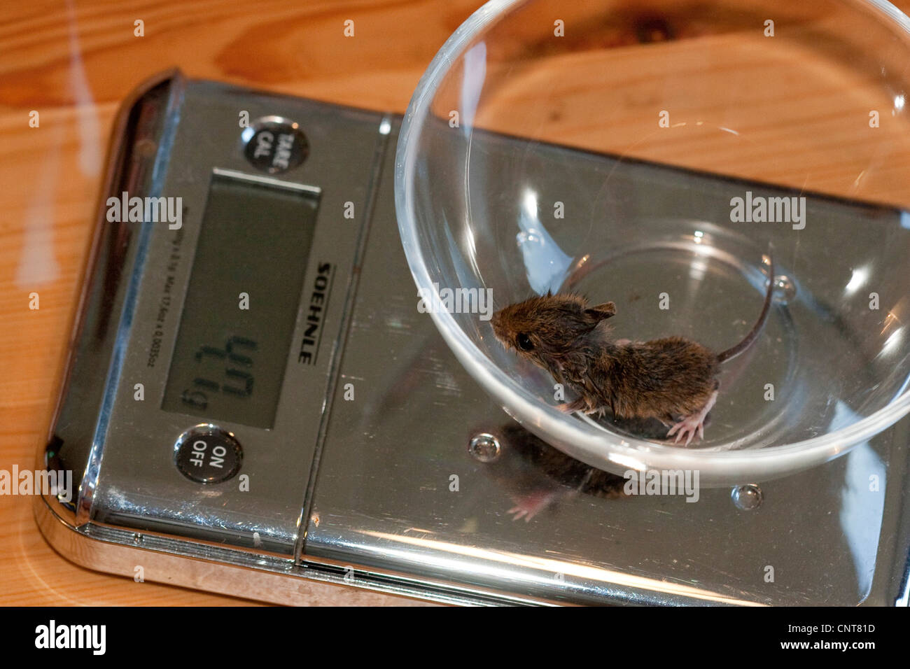 Rhineland scale hi-res stock photography and images - Alamy