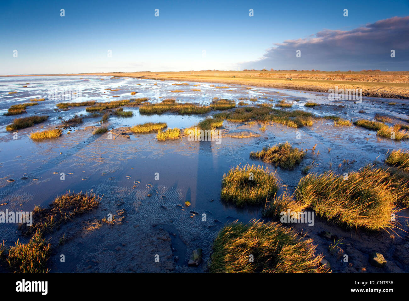 tidelands at low tide with islands of grass at sunset, Germany, Lower ...