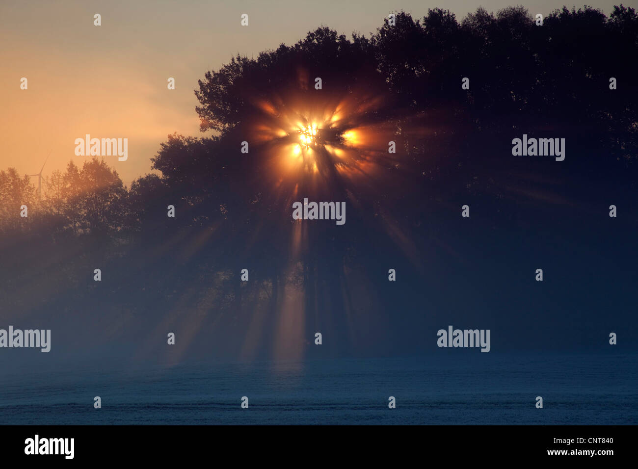 sun breaking through the branches of a forest in morning mist, Germany ...