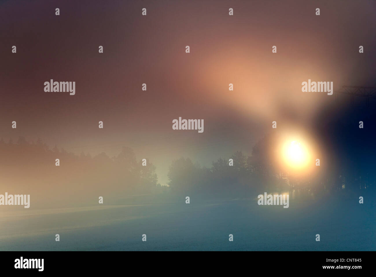 sun breaking through the branches of a forest in morning mist, Germany ...